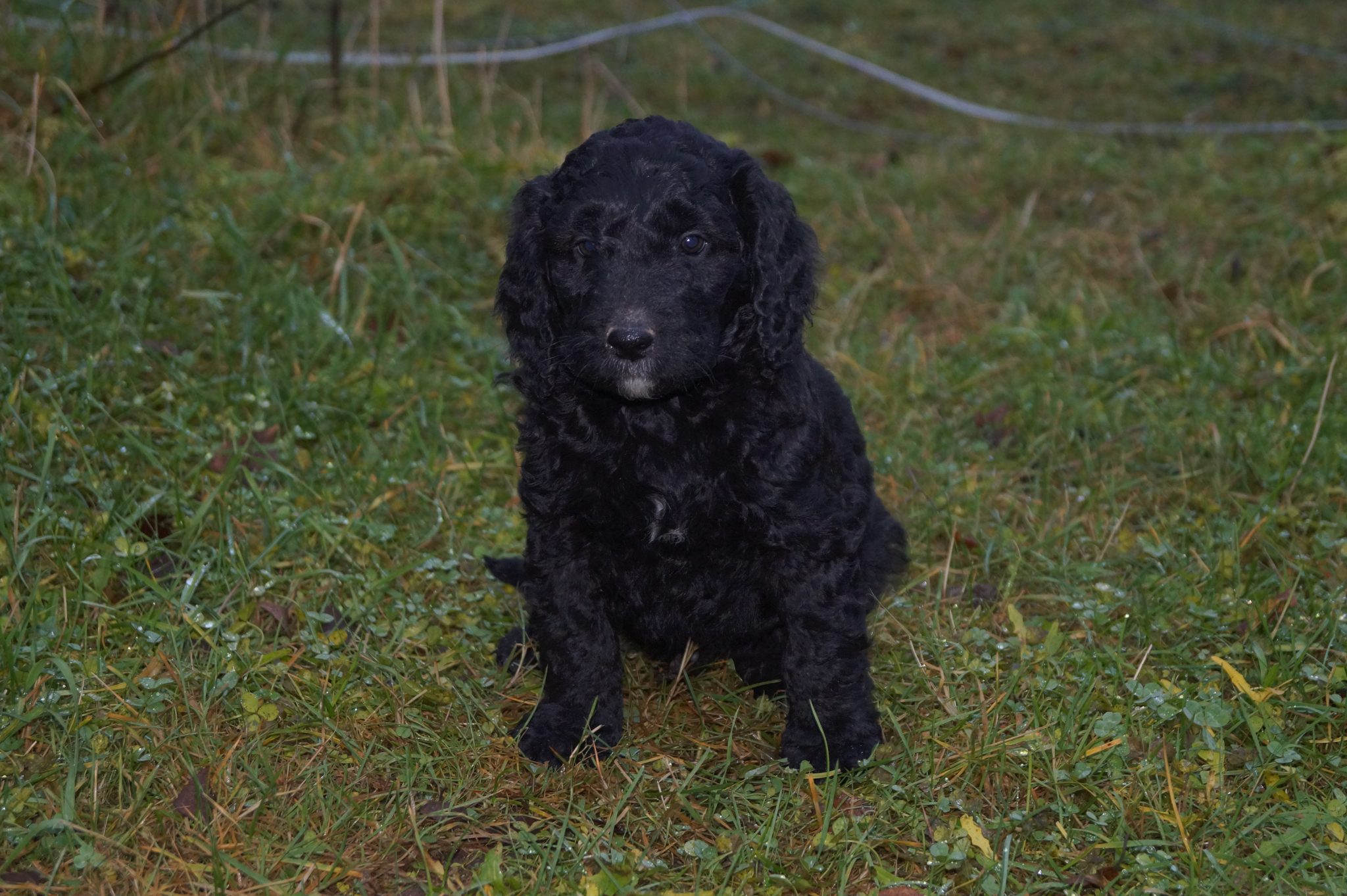 Kennel Labradoodle – Kennel Labradoodlen kotisivu