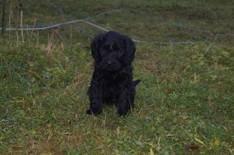 Kennel Labradoodle – Kennel Labradoodlen kotisivu