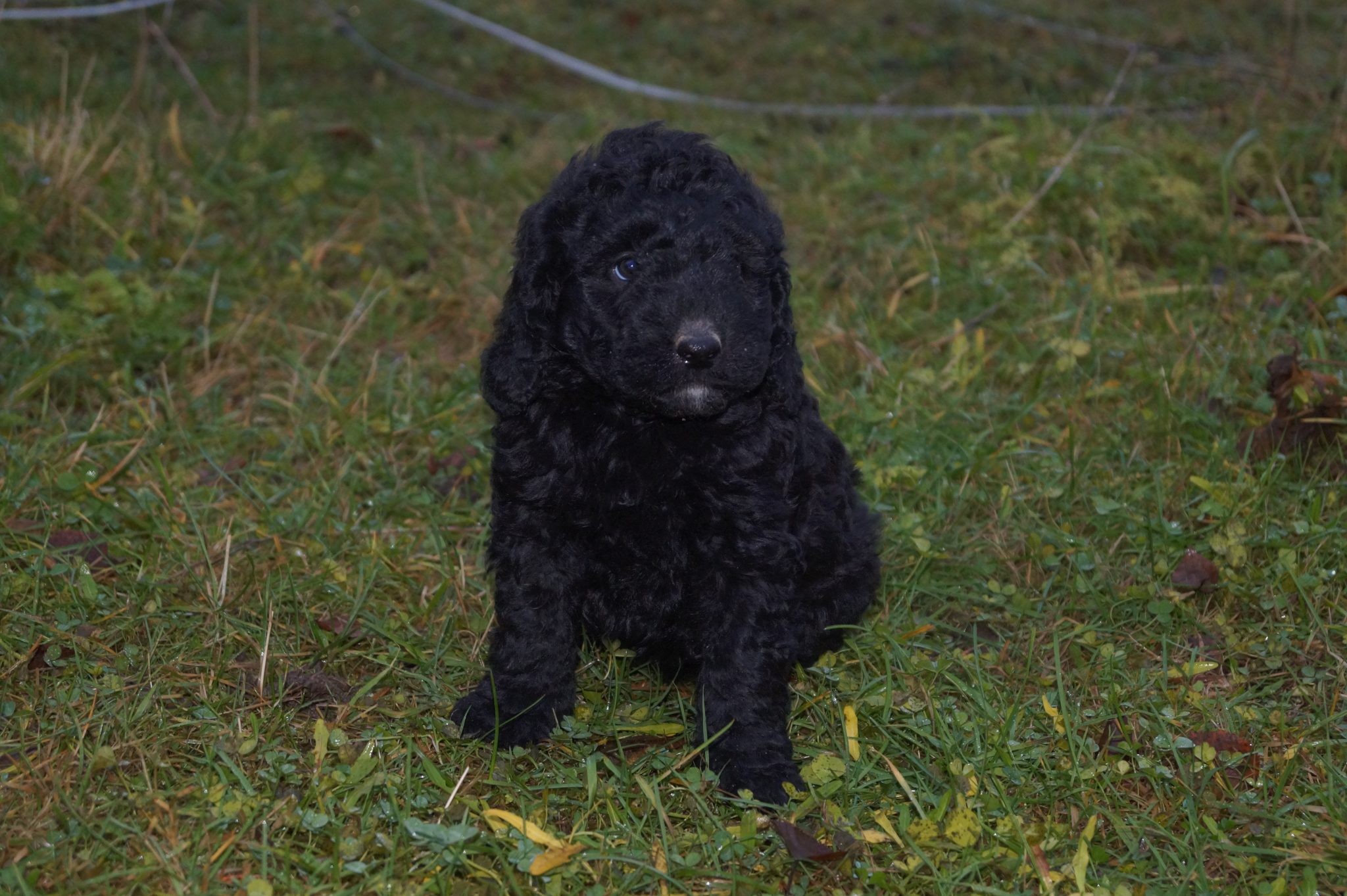 Kennel Labradoodle – Kennel Labradoodlen kotisivu