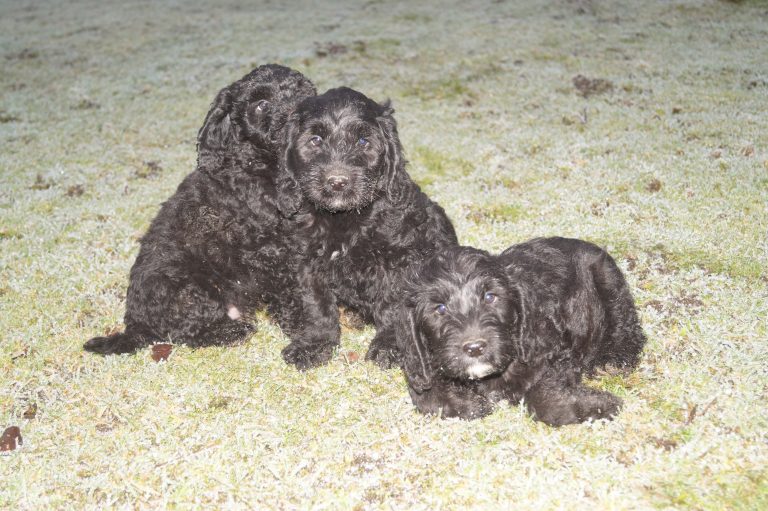 Kennel Labradoodle – Kennel Labradoodlen kotisivu